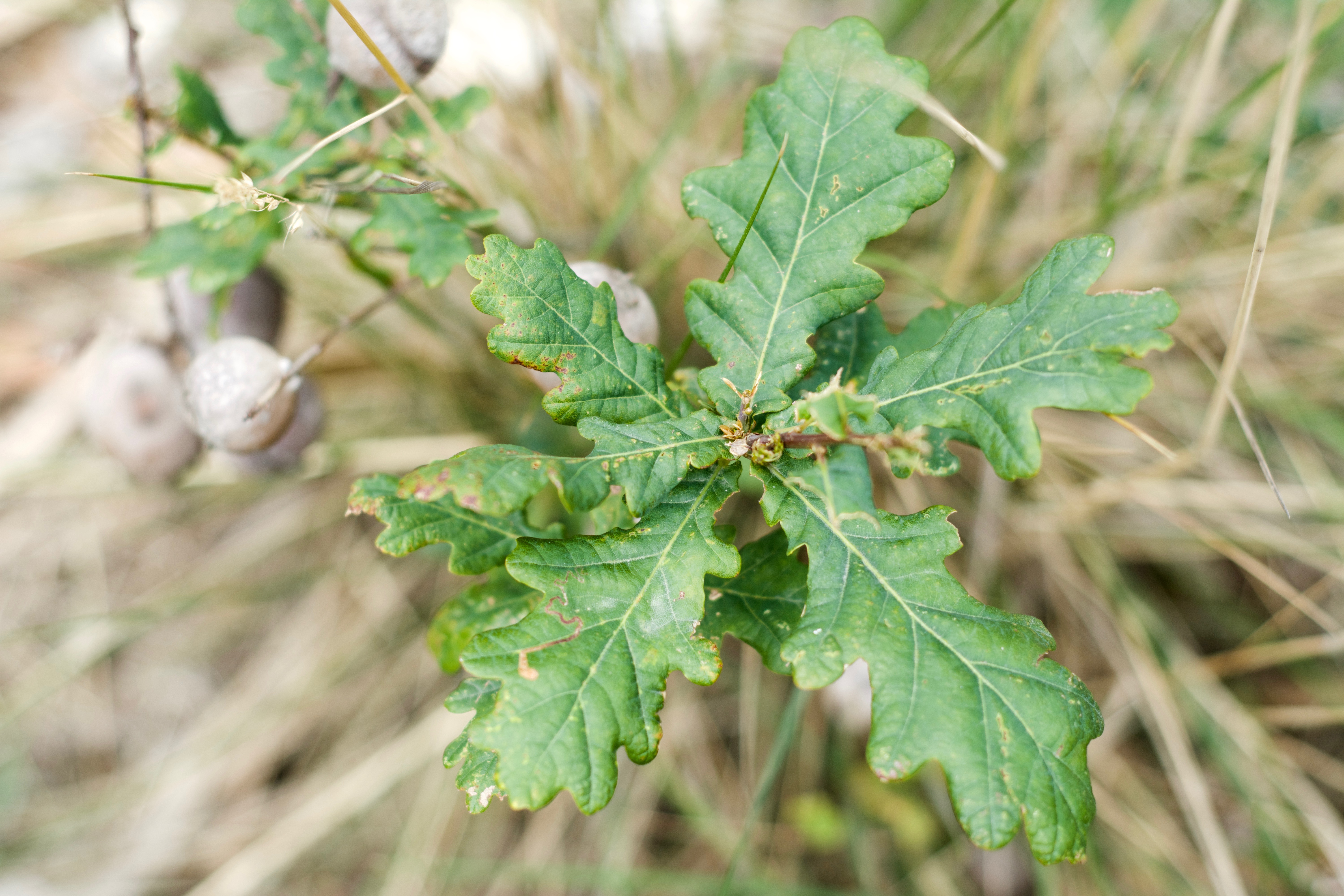 Local tree planting | Le Marathon Vert